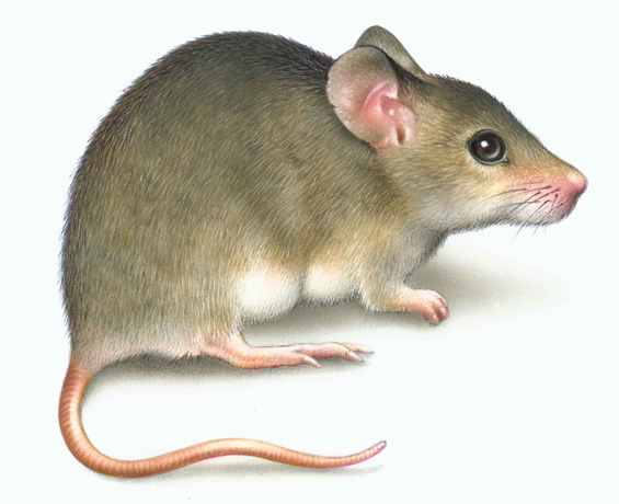 cute mouse – Lori Anzalone Illustration