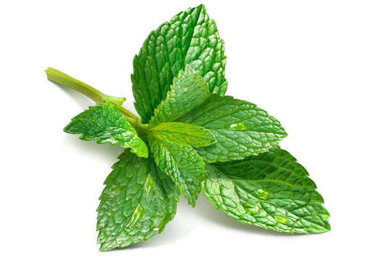 pbfb-mint-leaves-sprig - Lori Anzalone Illustration