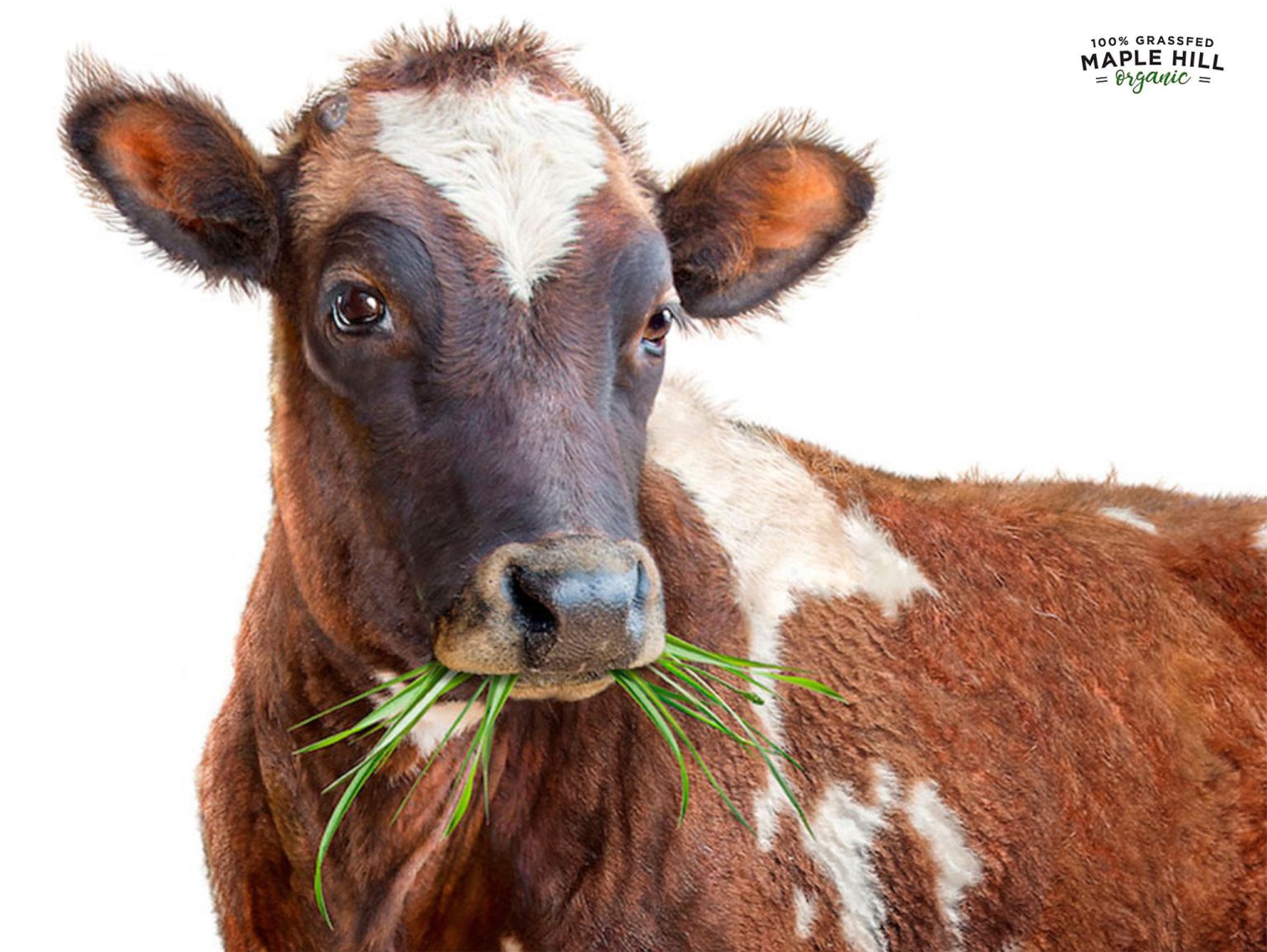 Photo Realistic – Lori Anzalone Illustration